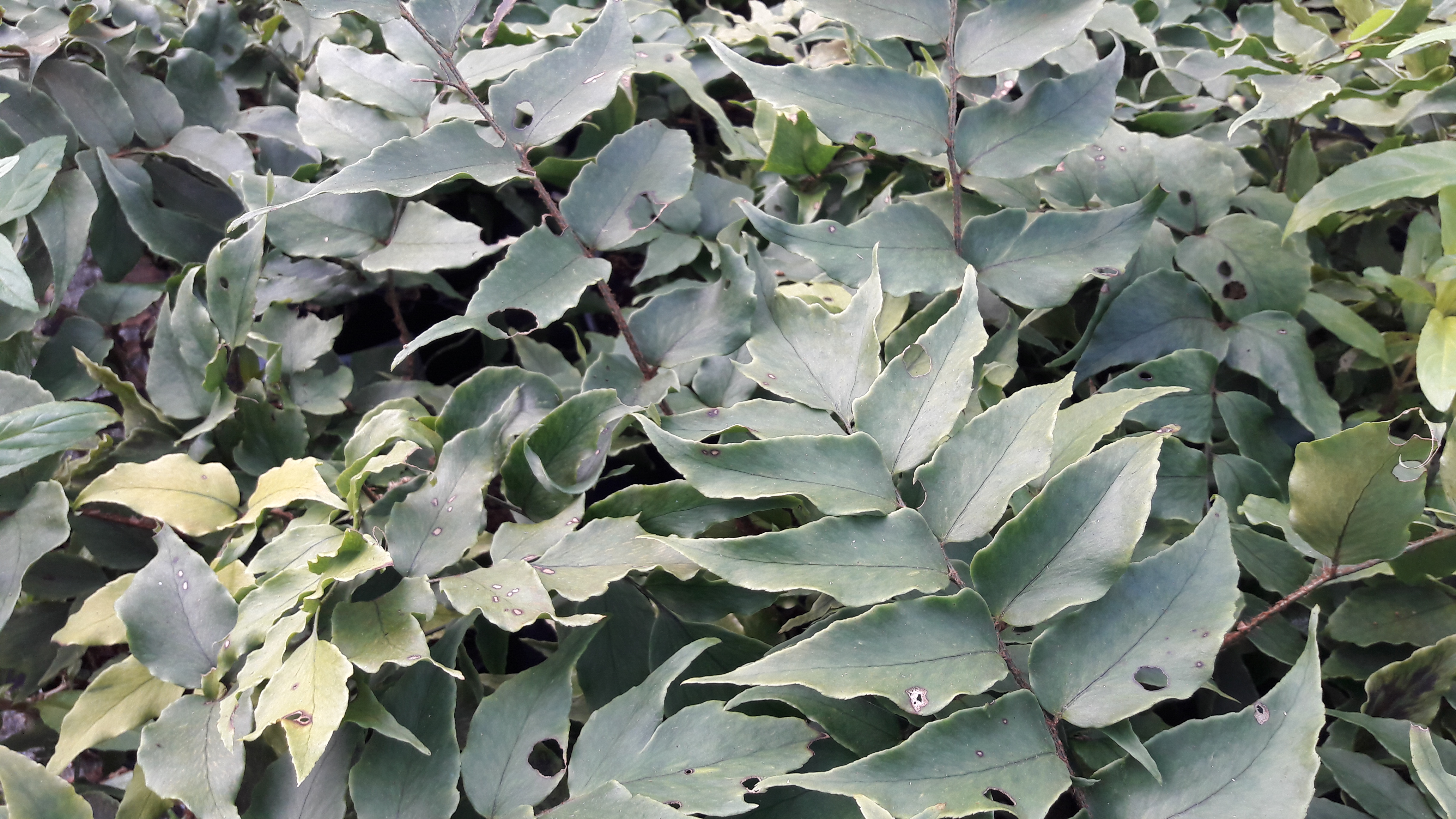 Cyrtomium-fortunei-var.-Clivicola | Kilmurry Nursery, Gorey, co Wexford ...