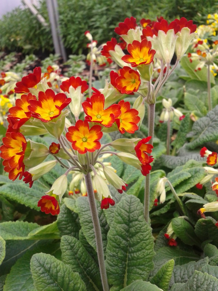Plant of the Week - Primula veris 'Sunset Shades' - Kilmurry Nursery