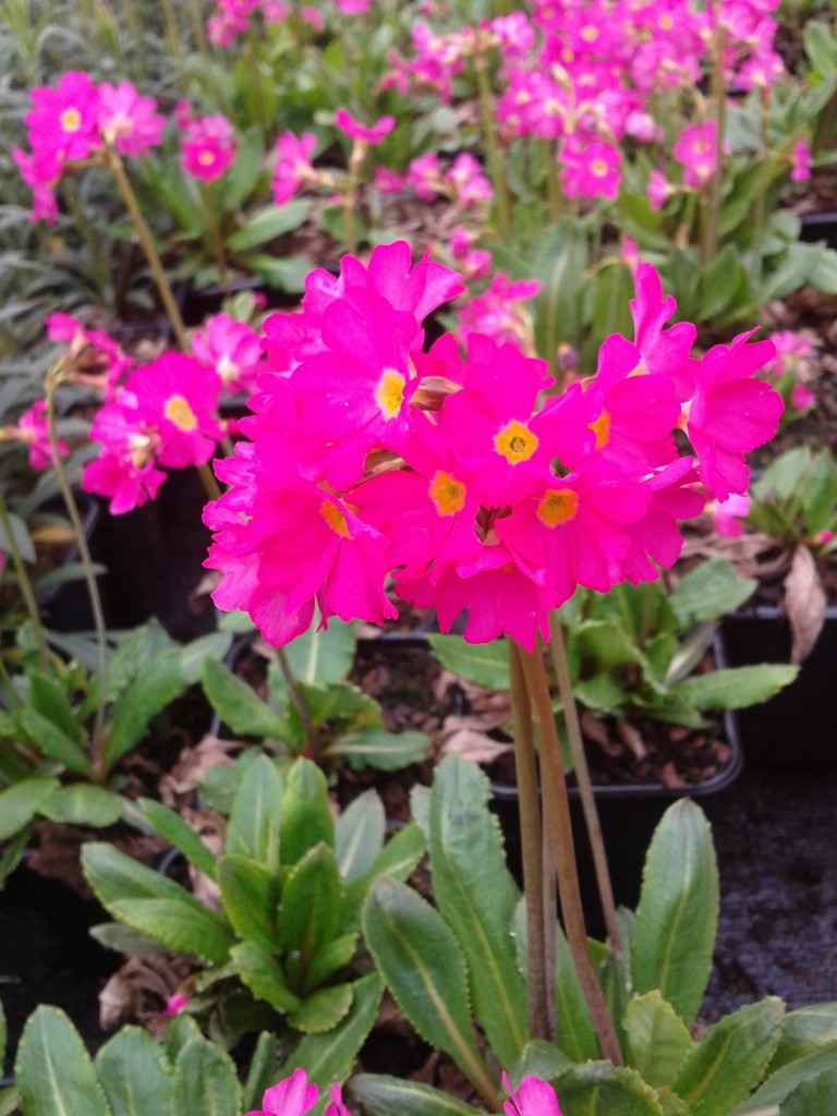 Plant of the week - Primula gigas - Kilmurry Nursery