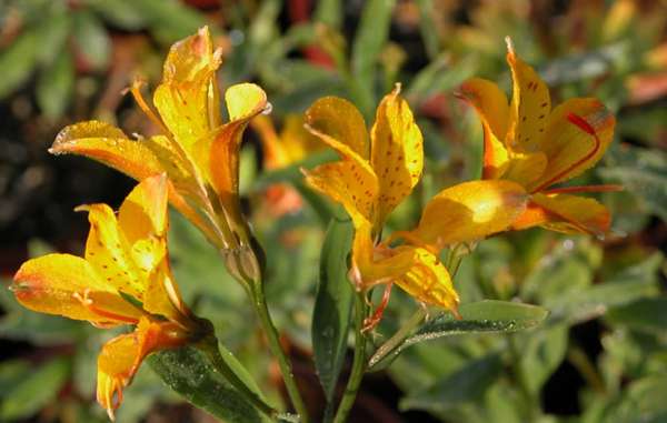 Alstroemeria 'Sweet Laura' - Kilmurry Nursery