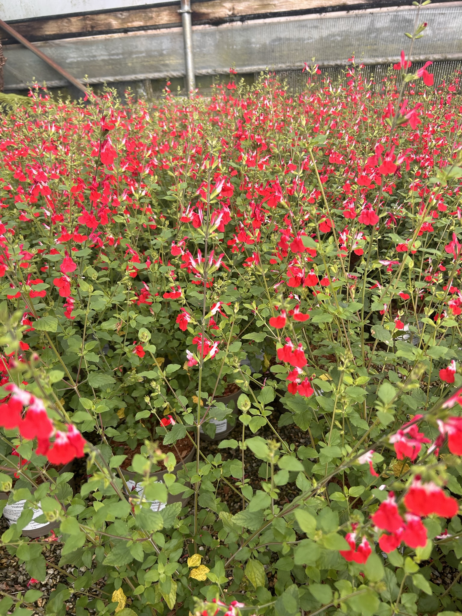 Salvia Hot Lips Plant Info