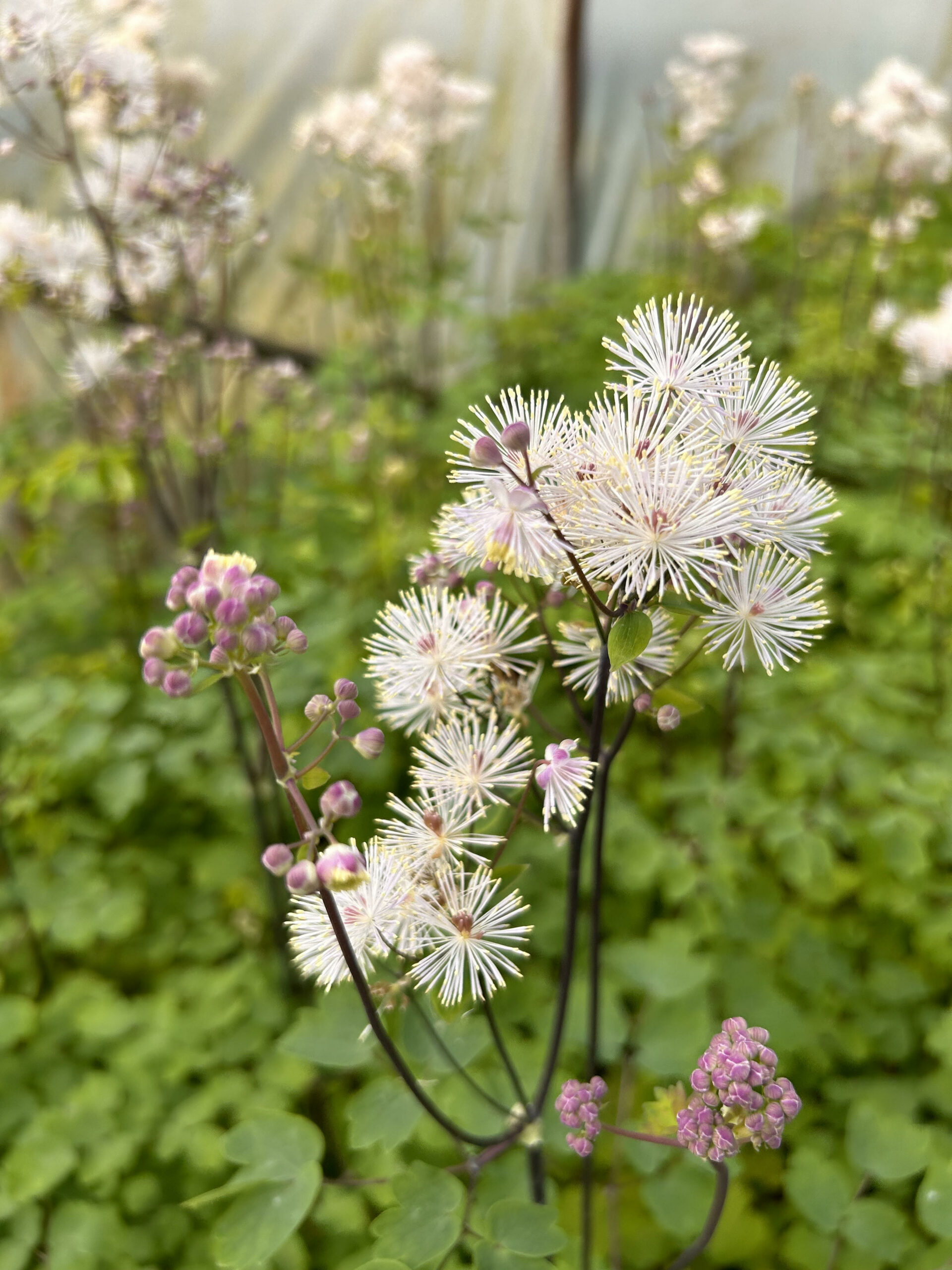 Thalictrum 'Nimbus White' - Kilmurry Nursery