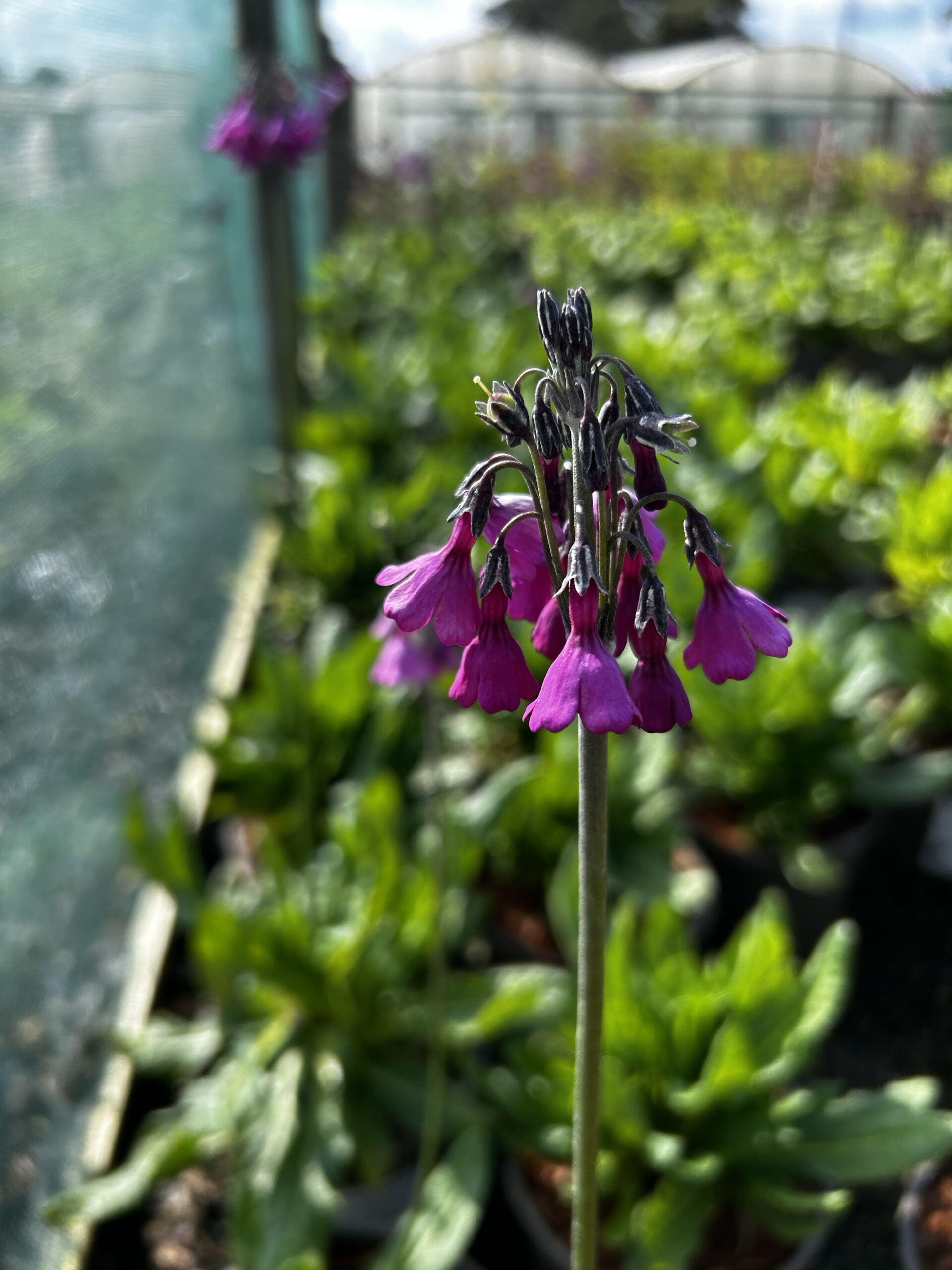 Primula secundiflora - Kilmurry Nursery
