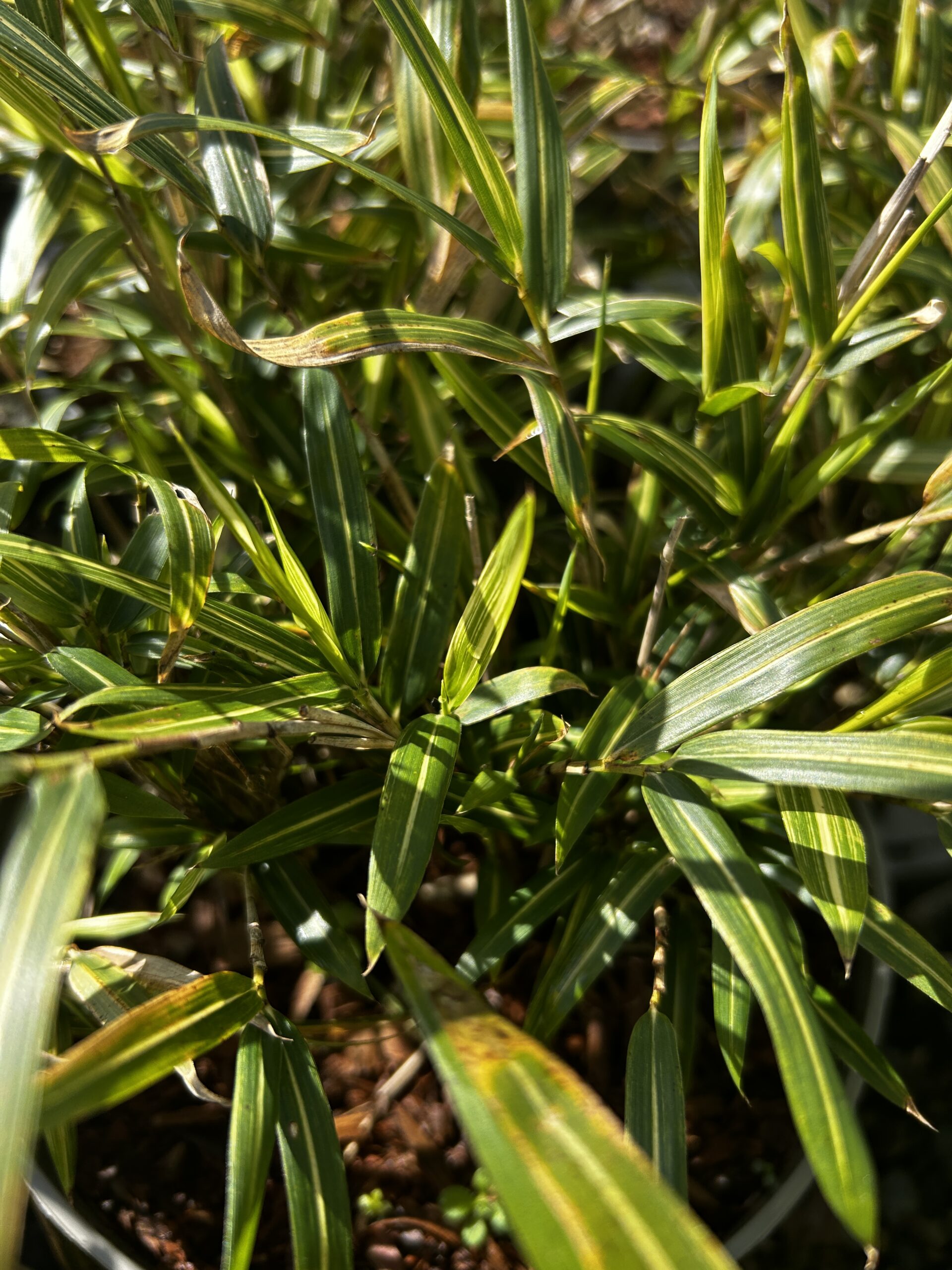 Pleioblastus chino 'Tsuboi' - Kilmurry Nursery