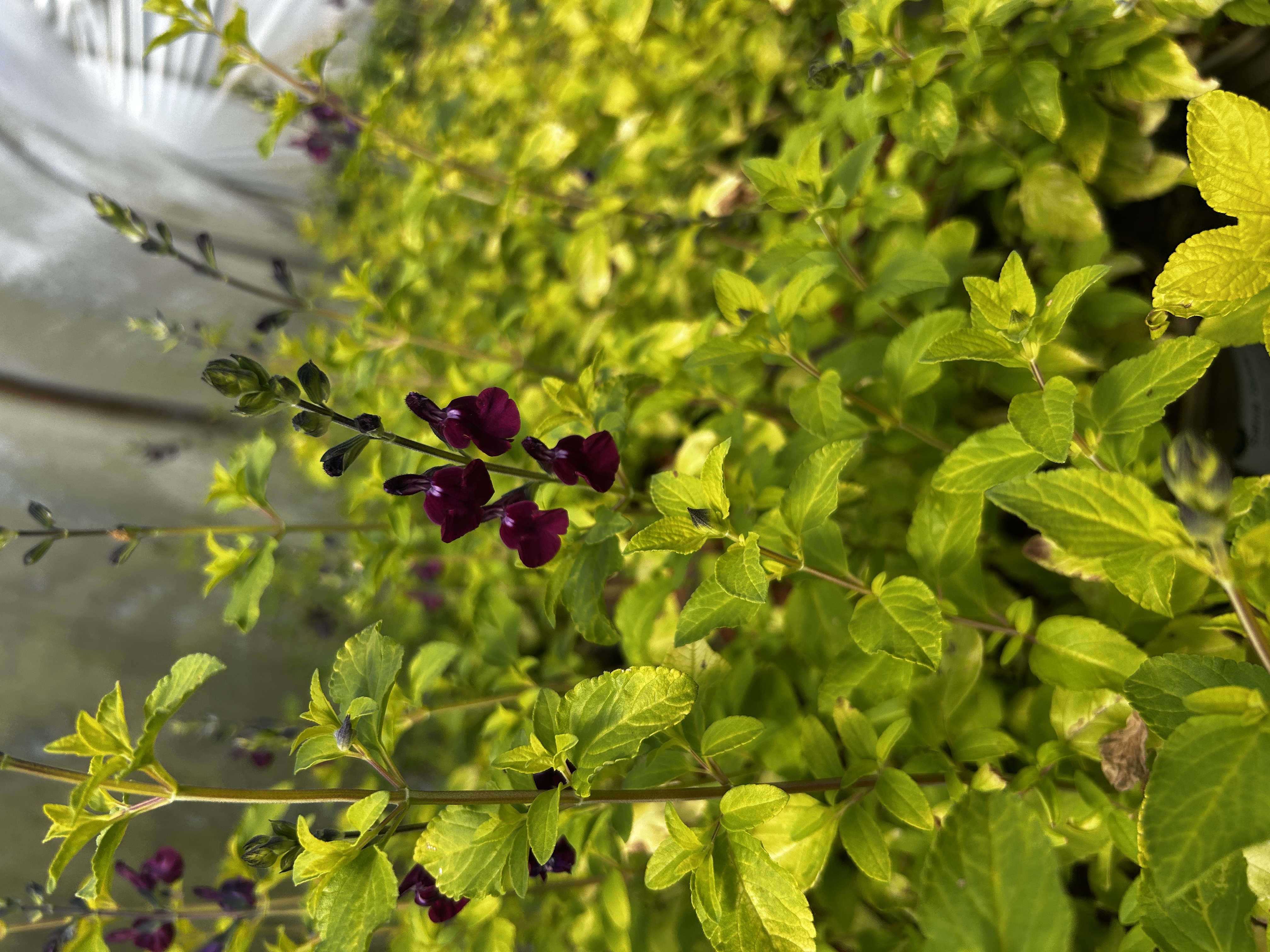 Salvia x jamensis 'Golden Rosiene' - Kilmurry Nursery